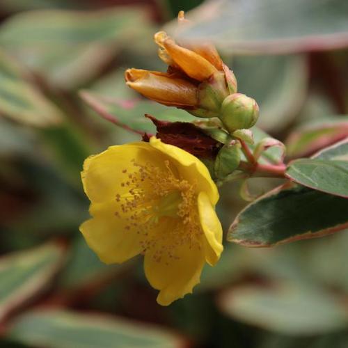 St. John's Wort (Hypericum x moserianum 'Tricolor') - Garden.org