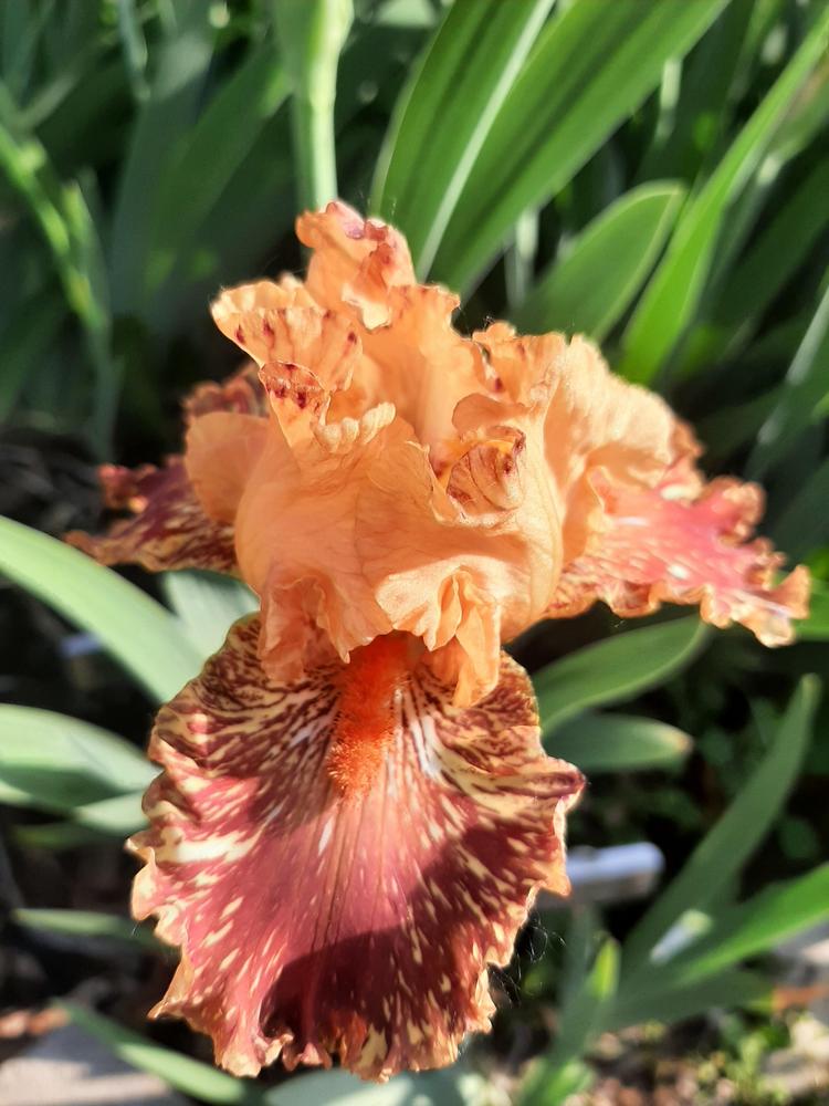 Tall Bearded Iris (Iris 'Cheetah Cheese') in the Irises Database ...