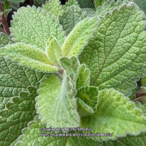 Catmint (Nepeta x faassenii Whispurr™ Blue) in the Catmints Database ...
