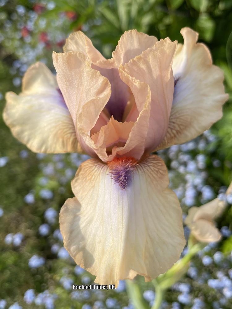 Intermediate Bearded Iris (Iris 'Viper') in the Irises Database - Garden.org