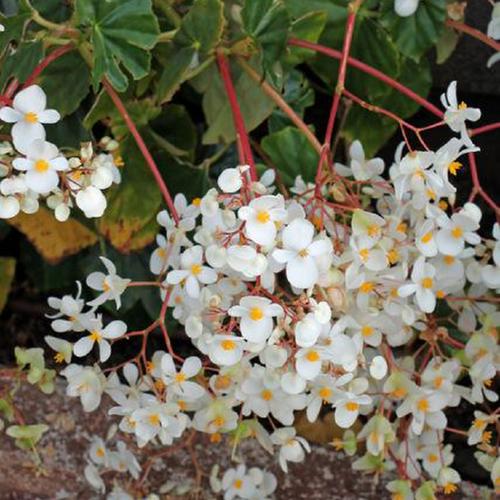 Begonia (Begonia minor) in the Begonias Database - Garden.org