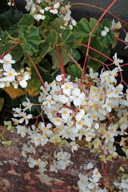 Photo of the bloom of Begonia (Begonia minor) posted by RuuddeBlock ...