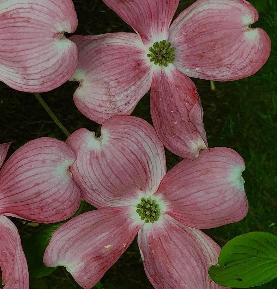 Evergreen Dogwood (Cornus capitata) in the Dogwoods Database - Garden.org