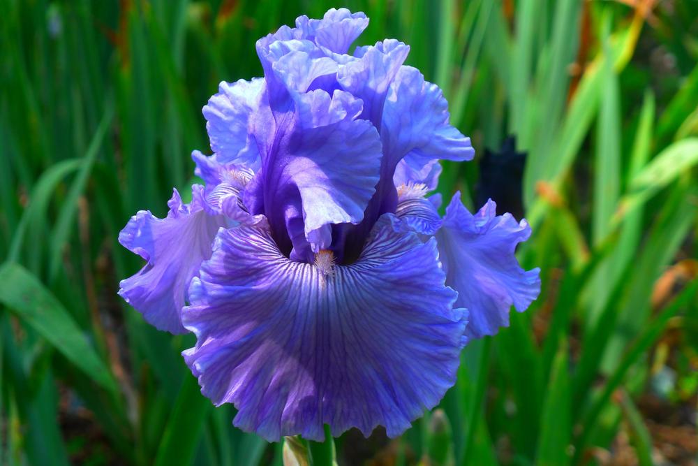 Photo of the bloom of Tall Bearded Iris (Iris 'Ocean Liner') posted by ...