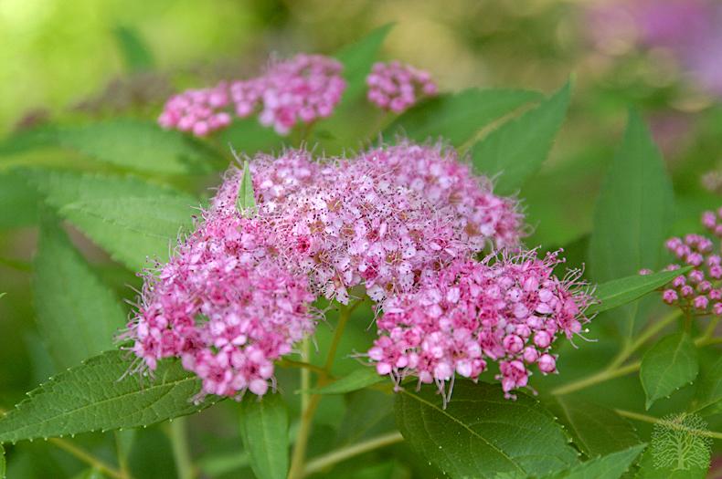 Japanese Spirea (Spiraea japonica 'Candlelight') in the Spiraeas ...