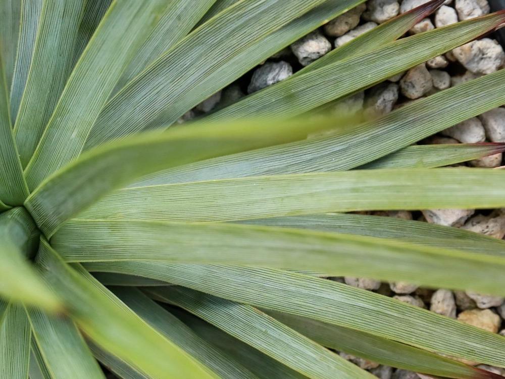 Photo of the leaves of Chaparral Yucca (Hesperoyucca whipplei) posted ...