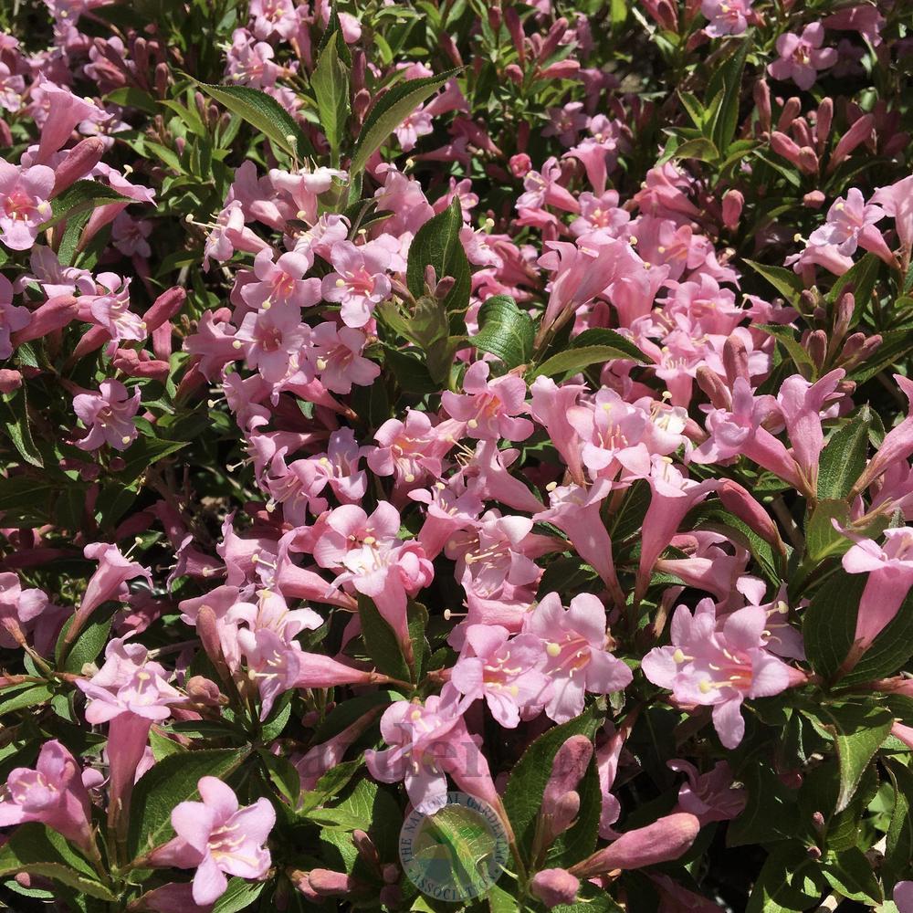 Photo of the bloom of Weigela Pink Poppet™ posted by BlueOddish ...