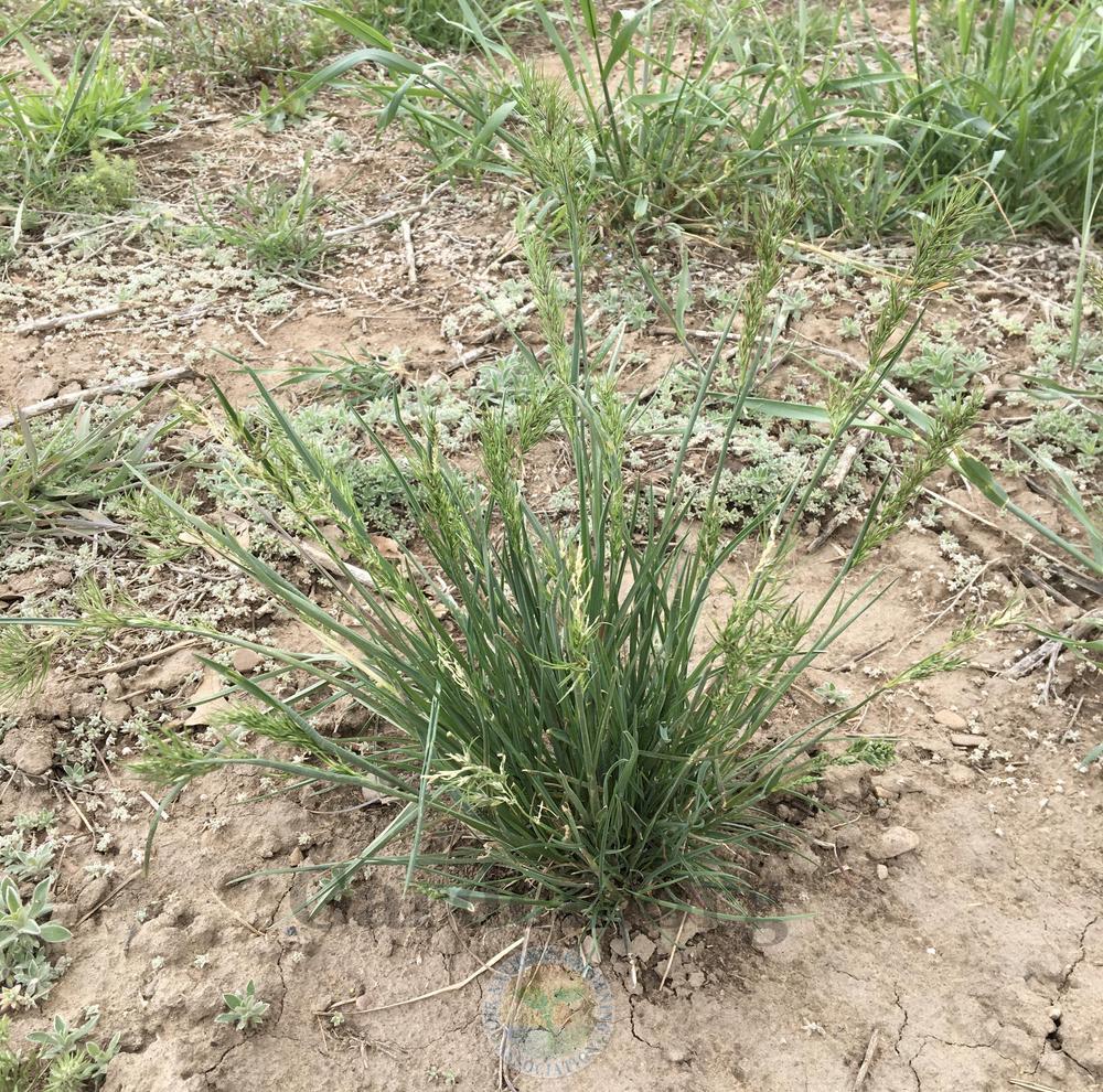 Photo of the entire plant of Bulbous Bluegrass (Poa bulbosa) posted by ...