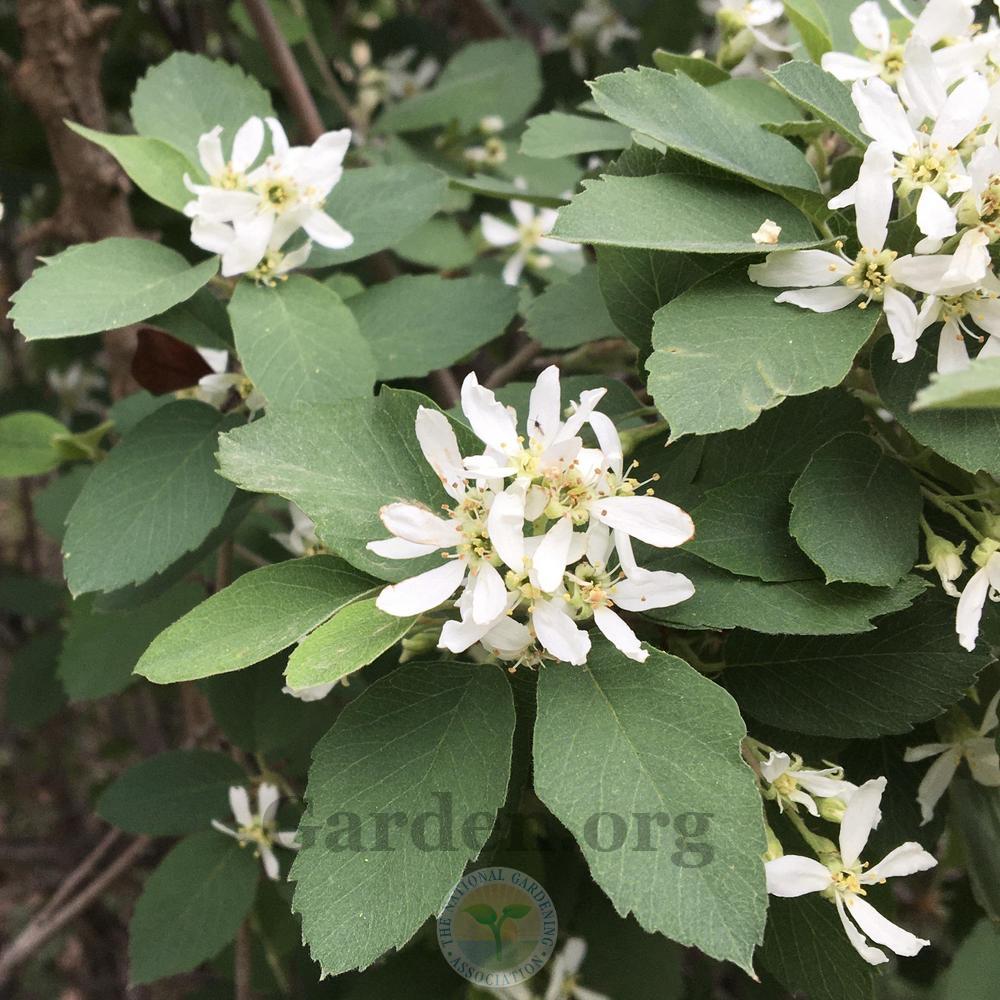 Photo of the bloom of Saskatoon Serviceberry (Amelanchier alnifolia ...