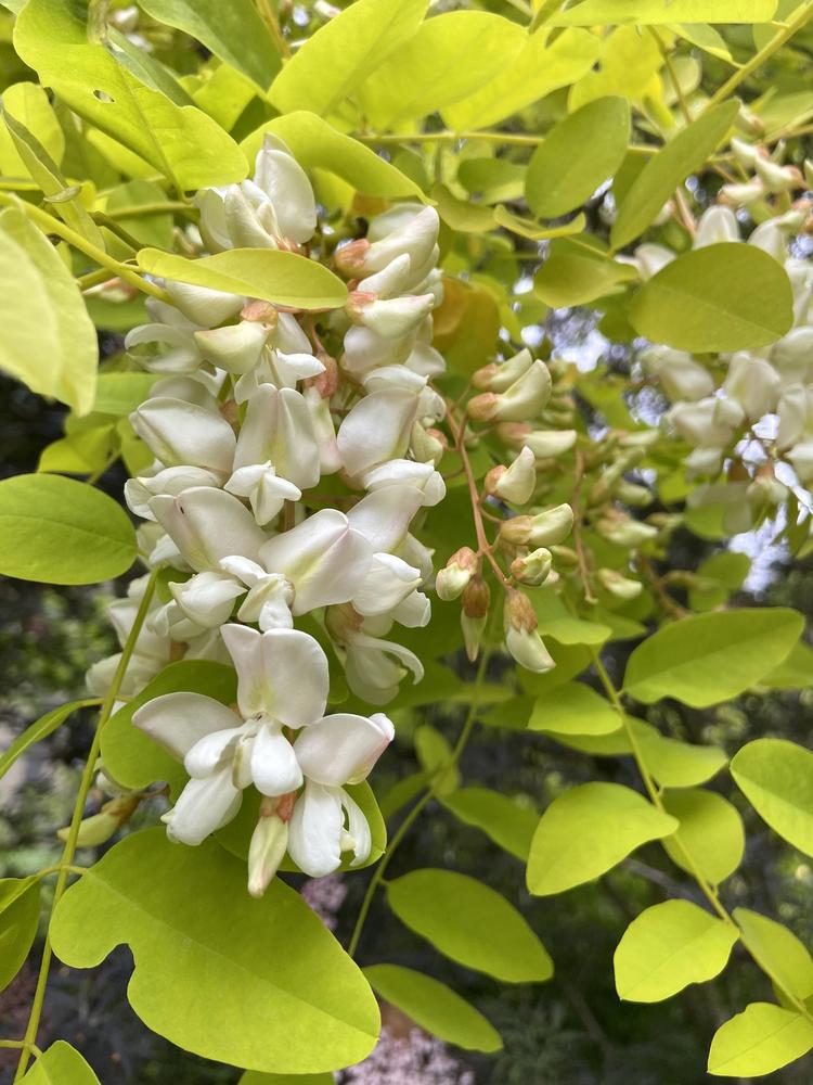 Photo of the bloom of Black Locust (Robinia pseudoacacia 'Frisia ...