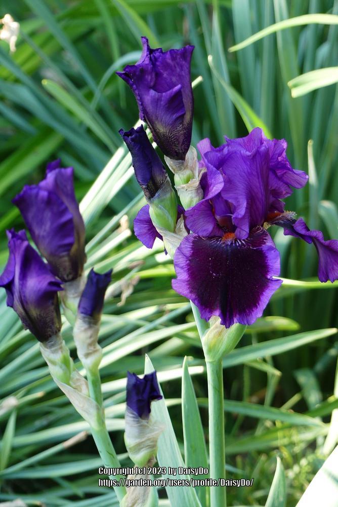 Photo of the bloom of Tall Bearded Iris (Iris 'Pagan Dance') posted by ...