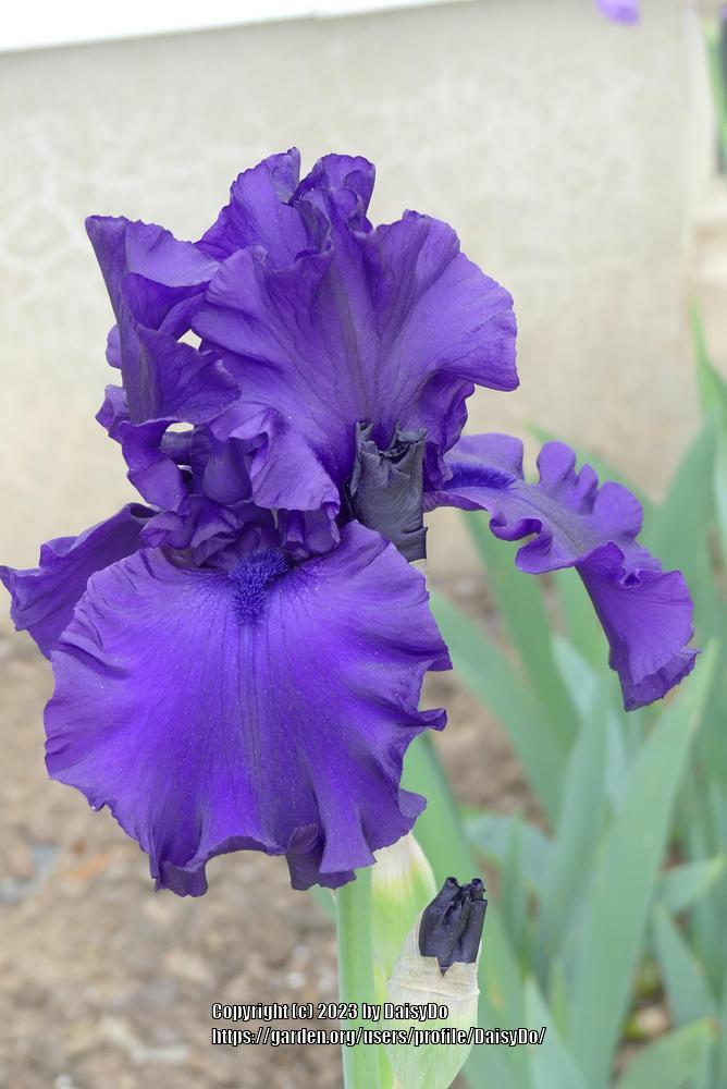 Photo of the bloom of Tall Bearded Iris (Iris 'Dusky Challenger ...