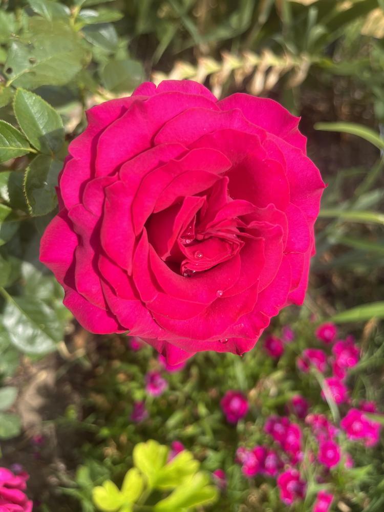 Photo of the bloom of Rose (Rosa 'Belles Rives') posted by KatWoytek ...