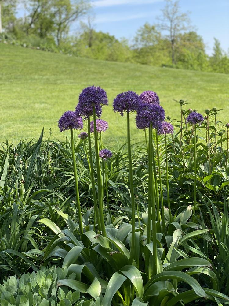 Photo of the entire plant of Giant Allium (Allium giganteum ...