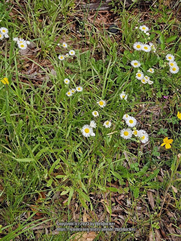 Photo of the entire plant of Daisy Fleabane (Erigeron annuus) posted by ...