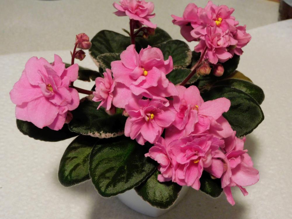 Photo of the seedling or young plant of African Violet (Streptocarpus ...