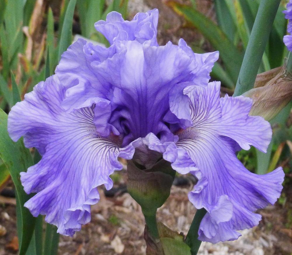 Photo of the bloom of Tall Bearded Iris (Iris 'Ocean Liner') posted by ...