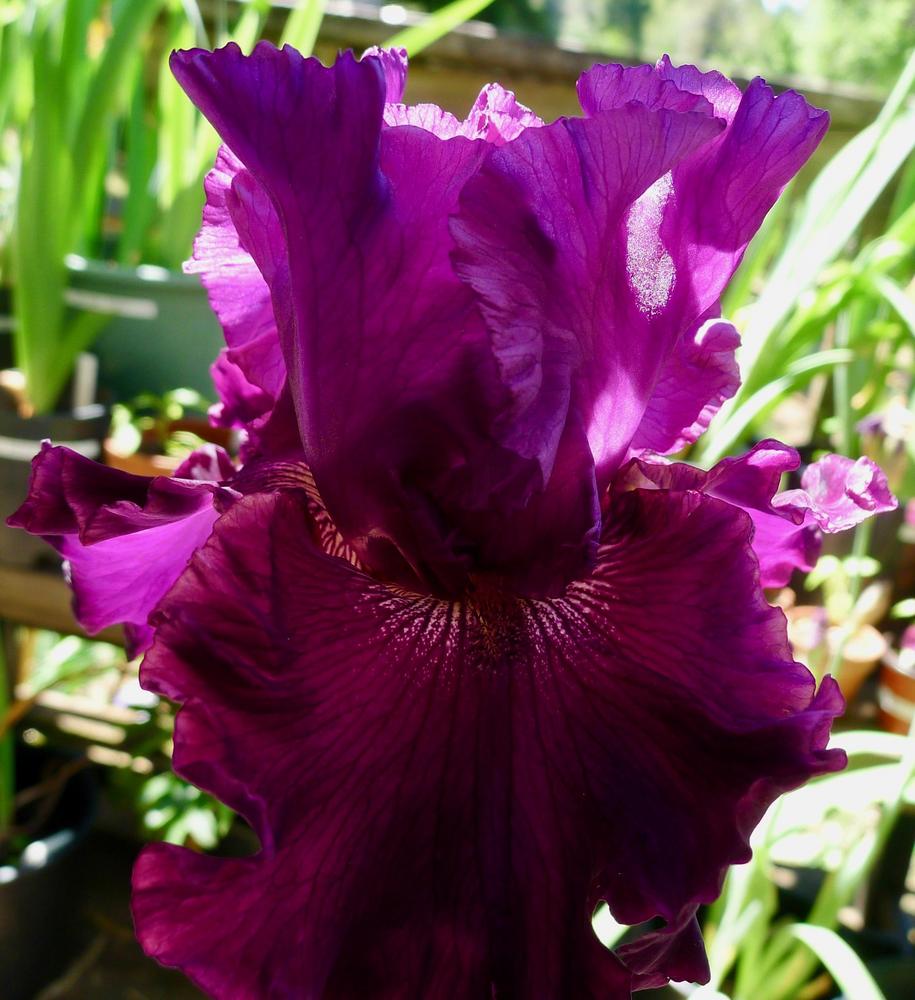 Photo of the bloom of Tall Bearded Iris (Iris 'Drop of Burgundy') posted by janwax - Garden.org