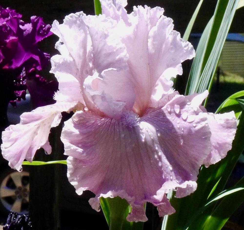 Photo of the bloom of Tall Bearded Iris (Iris 'Bashful Look') posted by ...