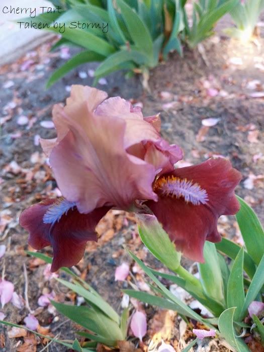 Photo of the bloom of Standard Dwarf Bearded Iris (Iris 'Cherry Tart') posted by scary1785 ...