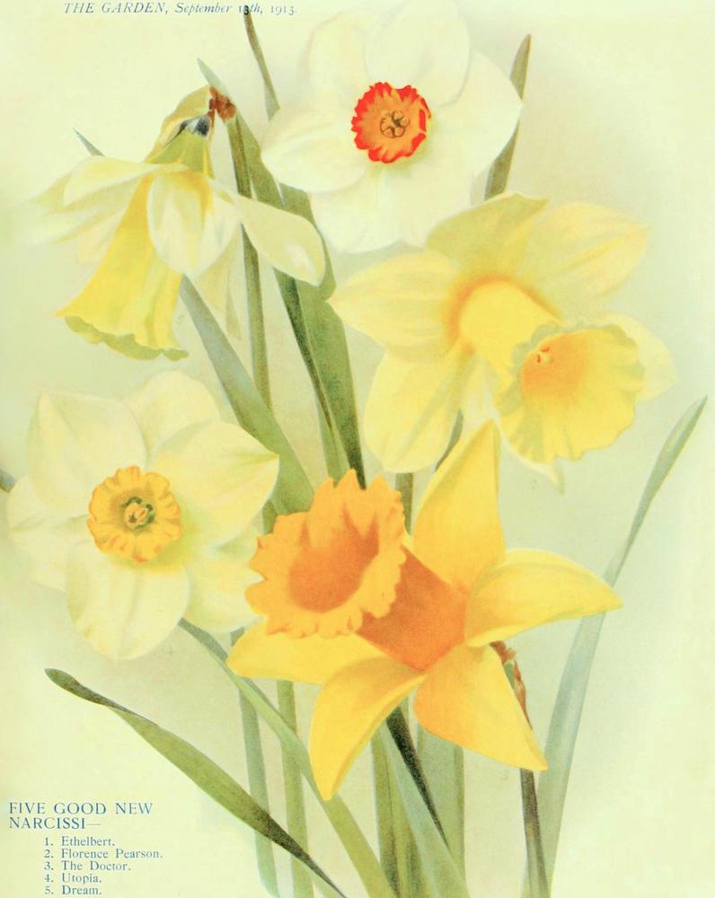 Photo of the documentation of Small Cupped Daffodil (Narcissus ...