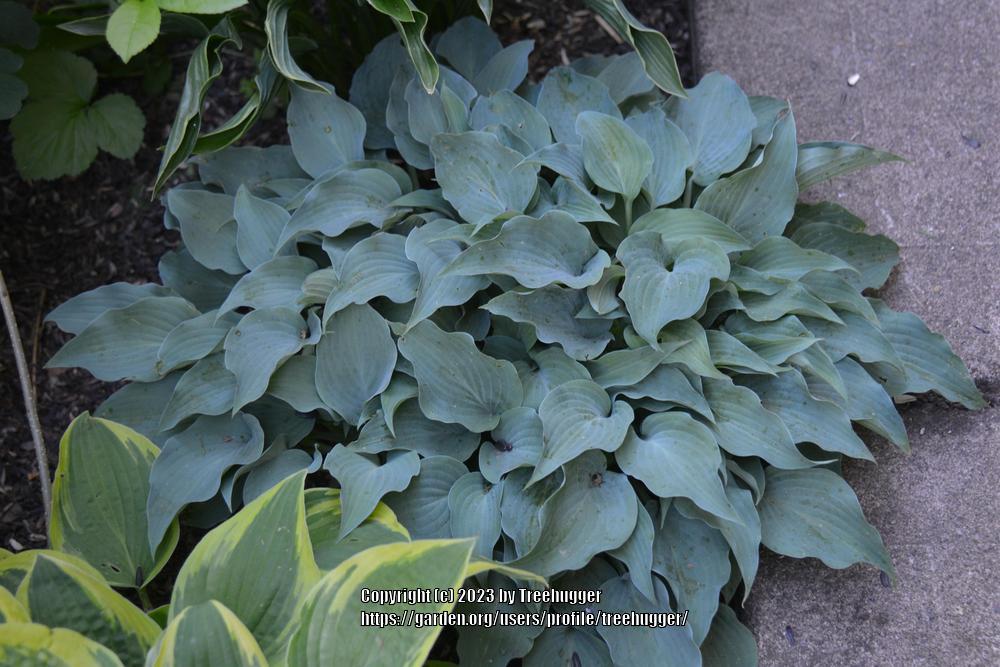 Hosta 'Gemstone' in the Hostas Database - Garden.org