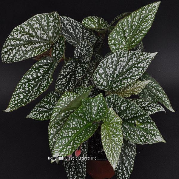 Begonia 'Snow Capped' in the Begonias Database - Garden.org