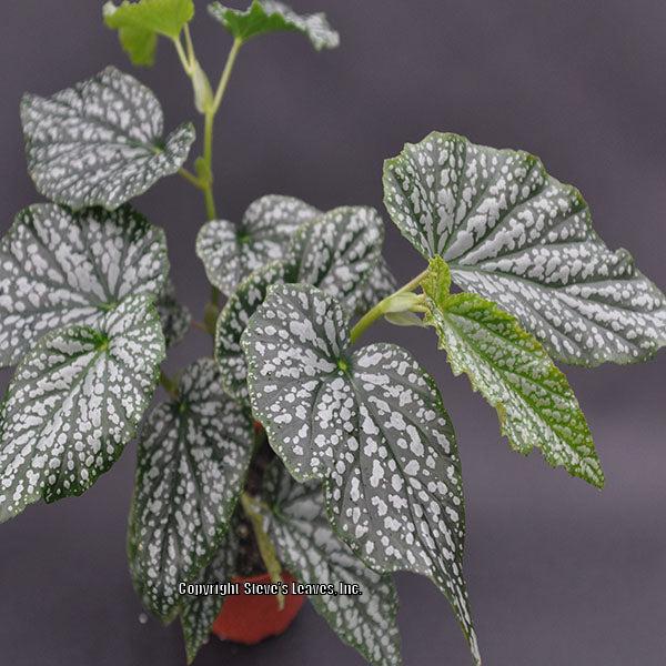 Begonia 'Snowfall' in the Begonias Database - Garden.org