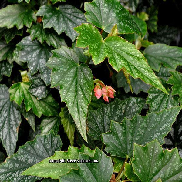 Begonia 'Snow Maiden' in the Begonias Database - Garden.org