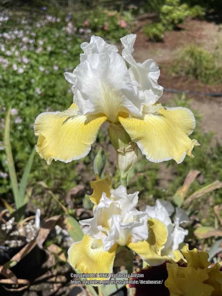Photo of the bloom of Tall Bearded Iris (Iris 'Mad About Saffron ...