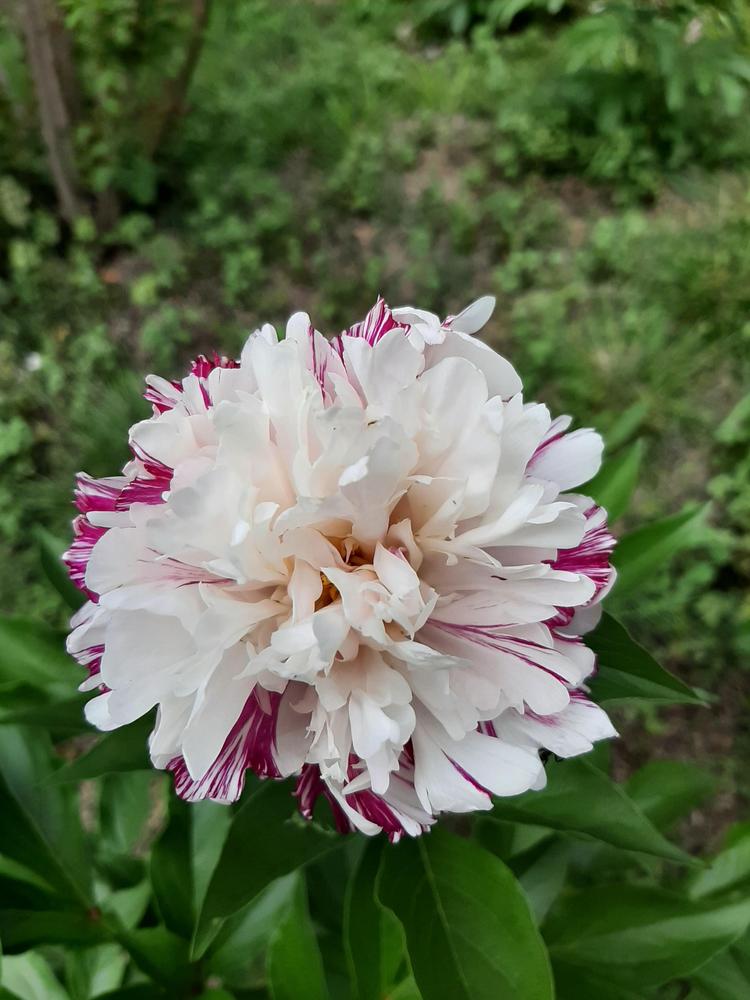 Photo of the bloom of Peony (Paeonia lactiflora 'Kirinmaru') posted by ...