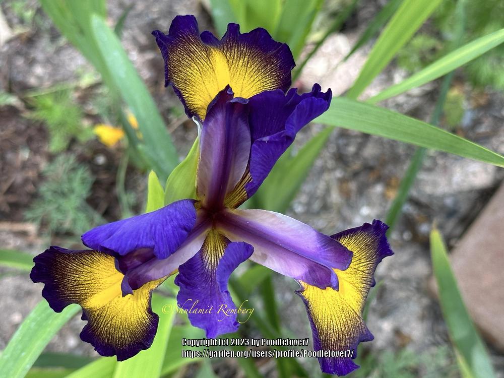 Photo of the bloom of Spuria Iris (Iris 'One Hundredth Anniversary ...