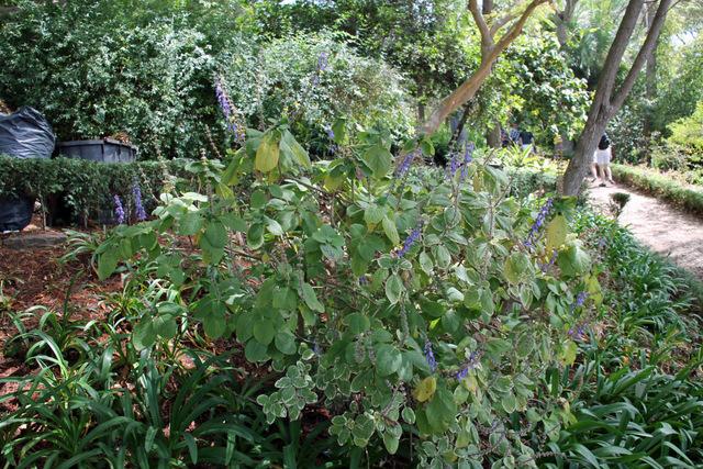 Photo of the entire plant of Indian Coleus (Coleus barbatus) posted by ...