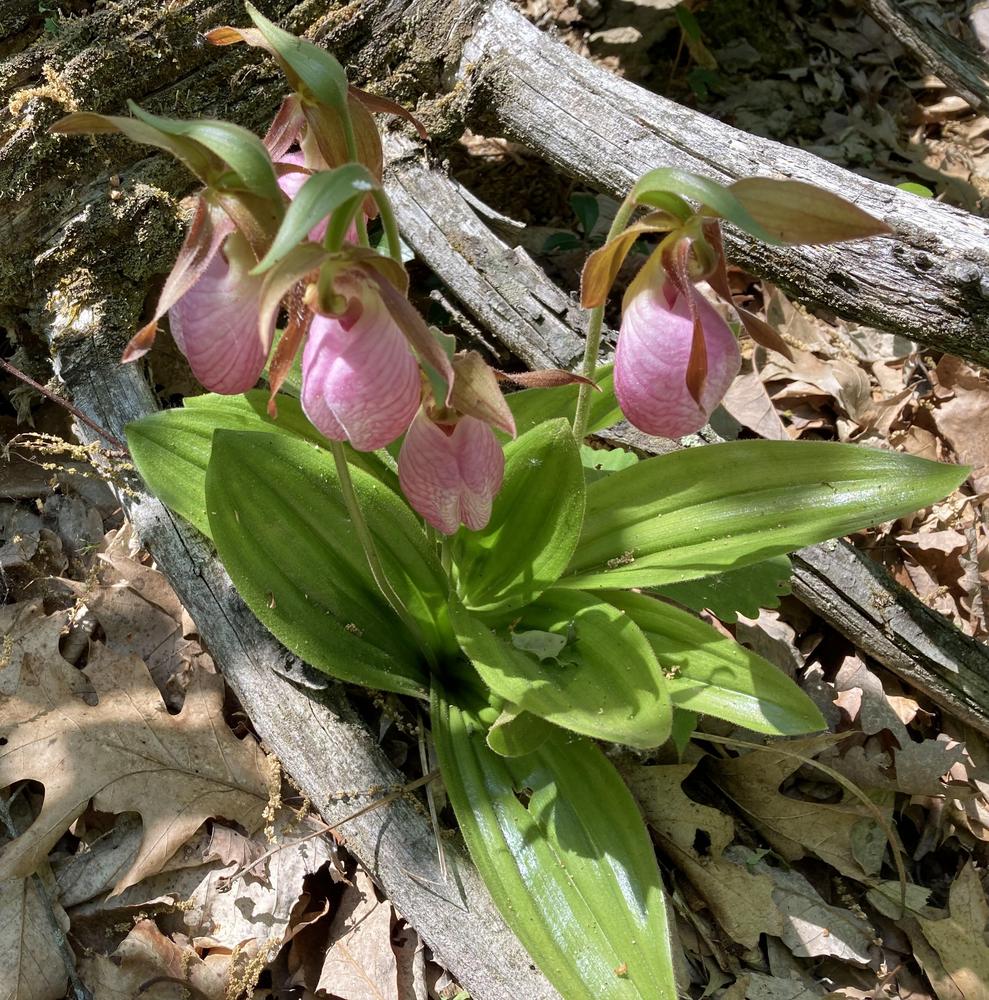 Photo of the entire plant of Moccasin Flower (Cypripedium acaule ...