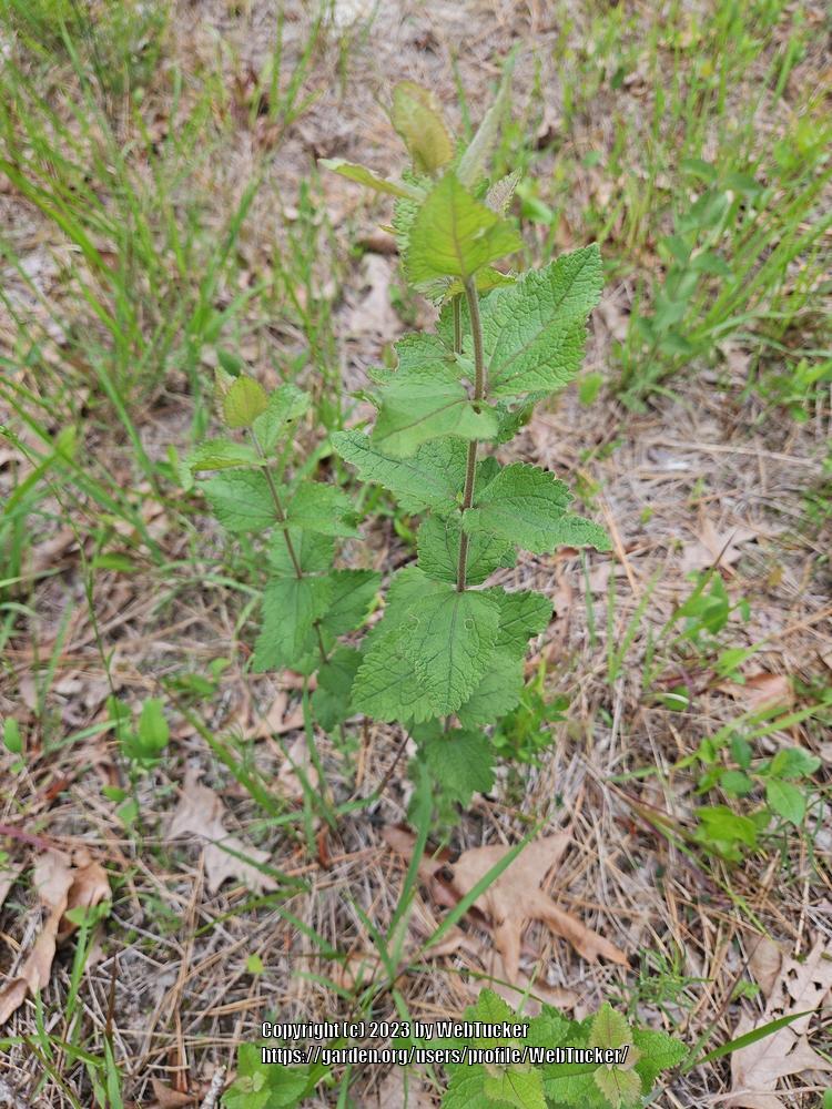 Photo of the leaves of Roundleaf Eupatorium (Eupatorium rotundifolium ...