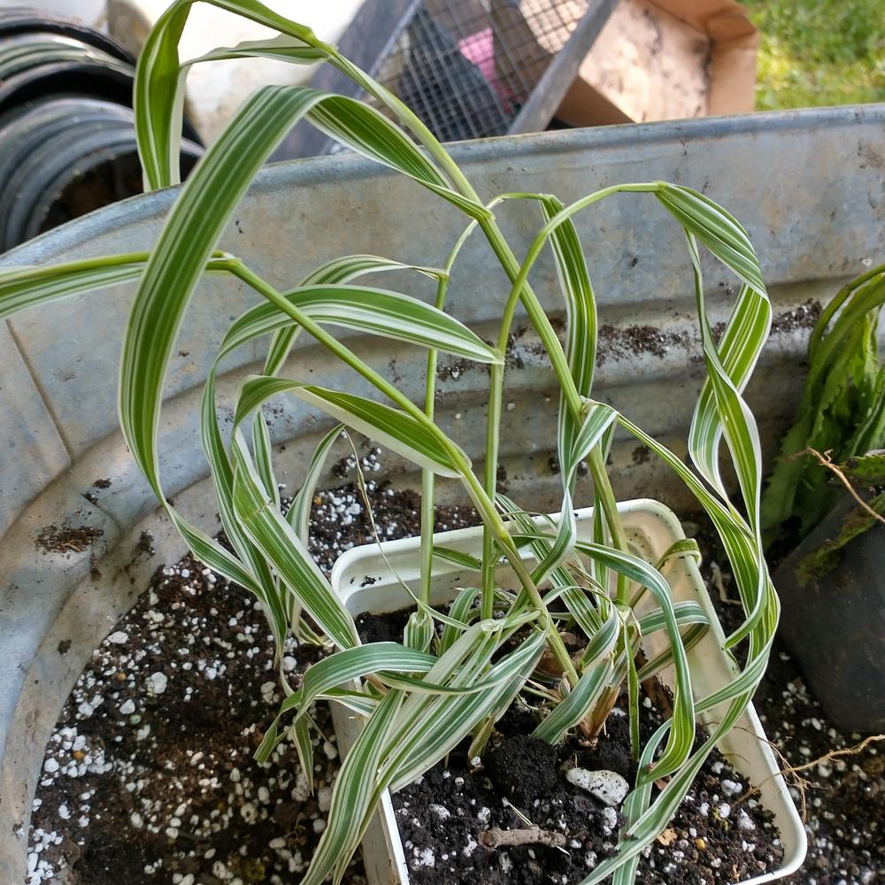 2023 Mid Atlantic Spring Plant Swap in the Mid Atlantic Gardening forum ...