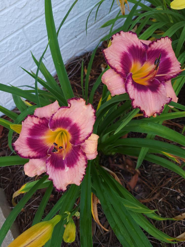 Photo of the entire plant of Daylily (Hemerocallis 'Unusual Revelations') posted by landonslala ...