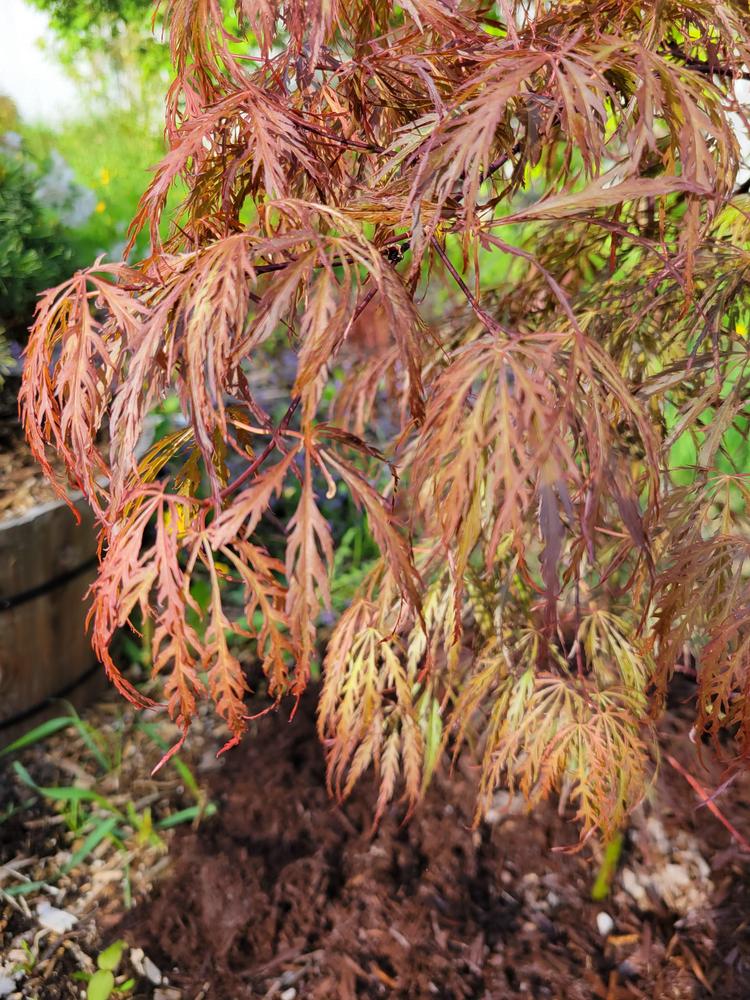 Japanese Maple laceleaf ID in the Japanese Maples forum - Garden.org