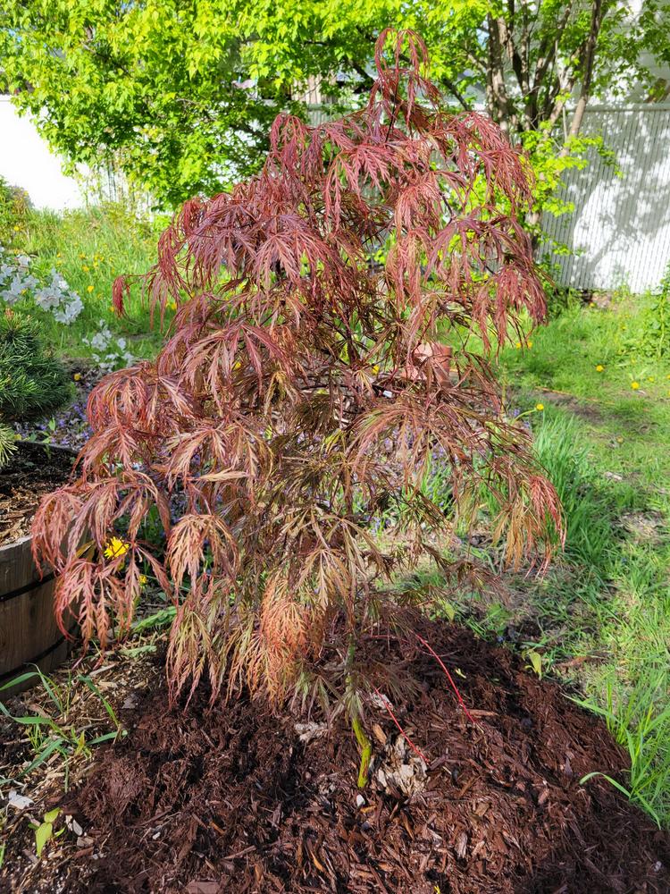 Japanese Maple laceleaf ID in the Japanese Maples forum - Garden.org