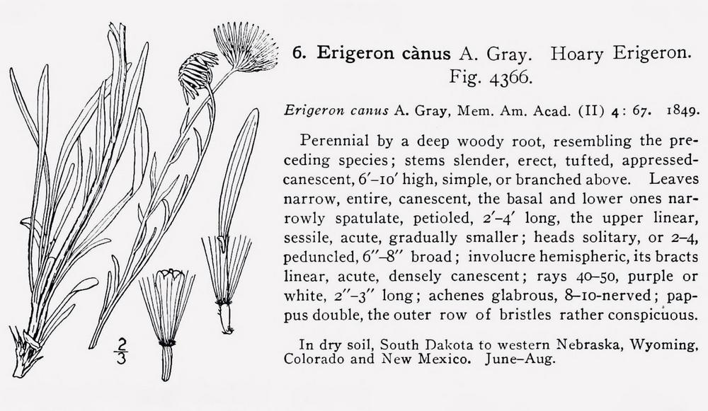 Photo of the documentation of Hoary Fleabane (Erigeron canus) posted by ...