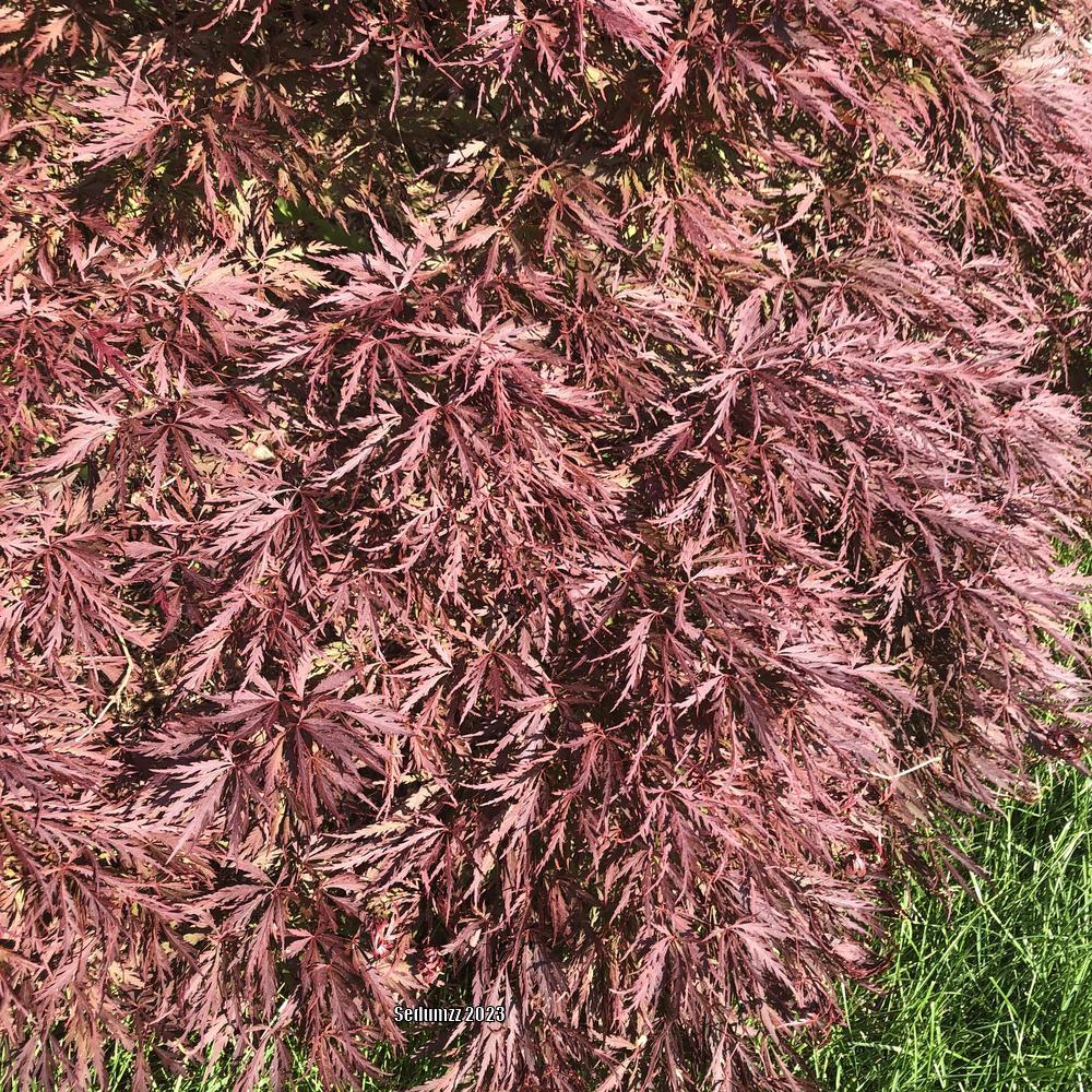 Photo of the entire plant of Cutleaf Japanese Maple (Acer palmatum ...
