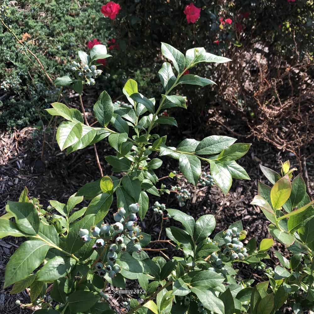 Photo of the leaves of Highbush Blueberry (Vaccinium corymbosum ...