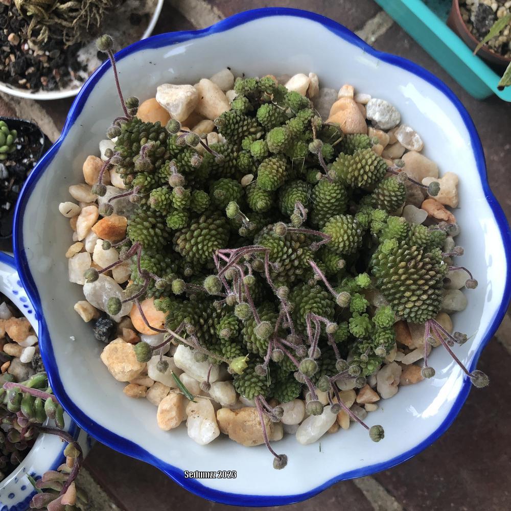 Photo of the entire plant of Monanthes (Monanthes polyphylla) posted by ...