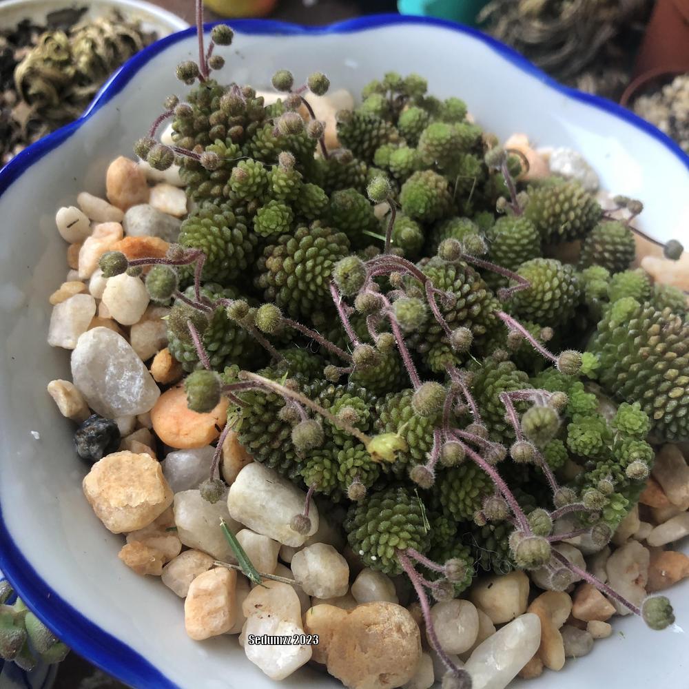 Photo of the closeup of buds, sepals and receptacles of Monanthes ...