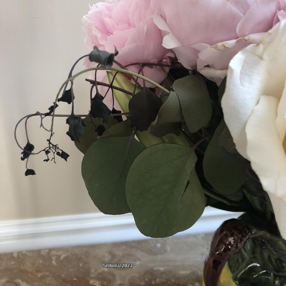 Photo of the bloom of Silver Dollar Gum (Eucalyptus polyanthemos ...