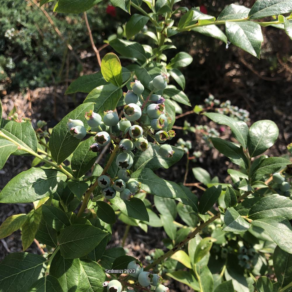 Photo of the fruit of Highbush Blueberry (Vaccinium corymbosum 'Elliott ...