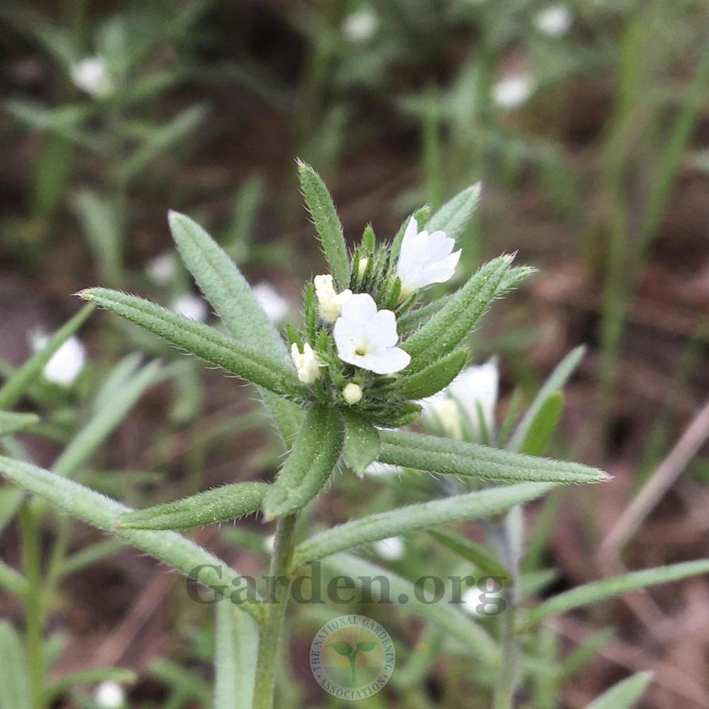 Photo of the bloom of Corn Gromwell (Buglossoides arvensis subsp ...
