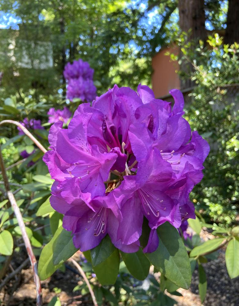 Photo of the bloom of Rhododendron 'Purple Passion' posted by Calif_Sue ...