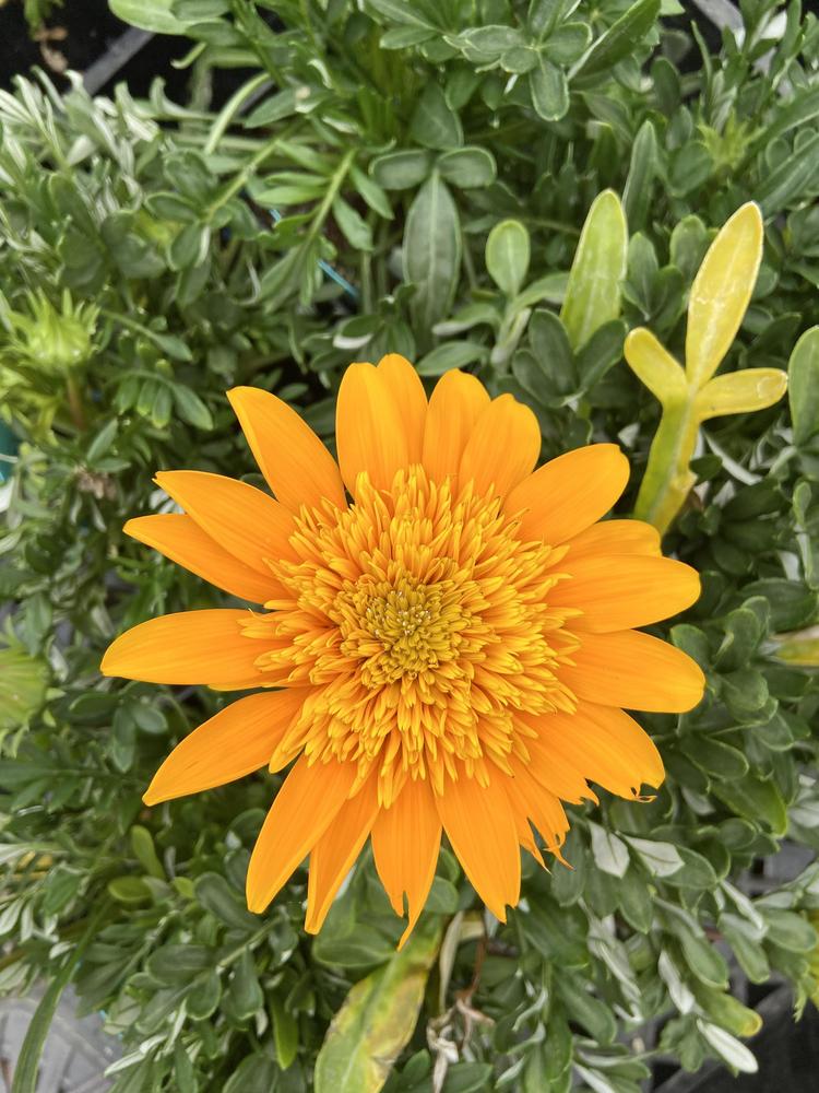 Gazania SunBathers® Nahui - Garden.org