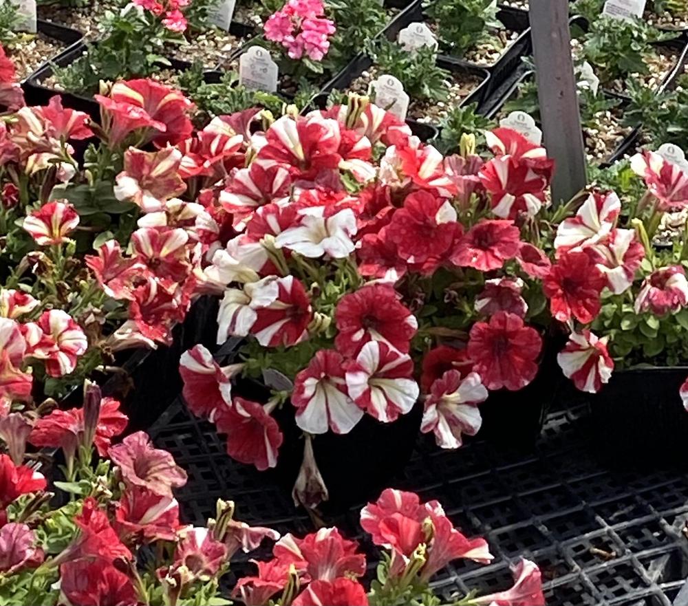 Photo of the entire plant of Milliflora Star Petunia (Petunia 'Peppy ...